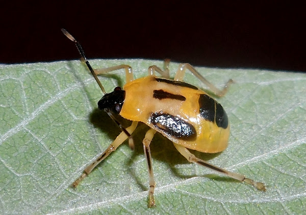 Soldier Bug Supputius | Project Noah