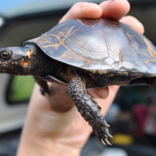 Bog turtle | Project Noah