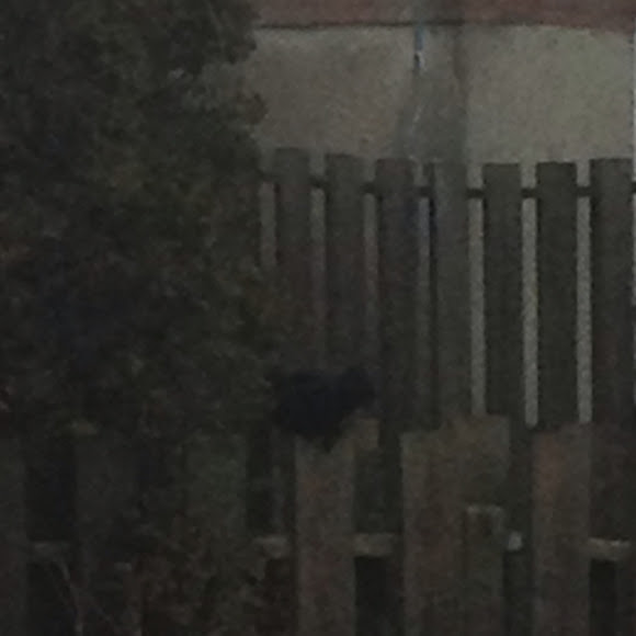 Black squirrel | Project Noah