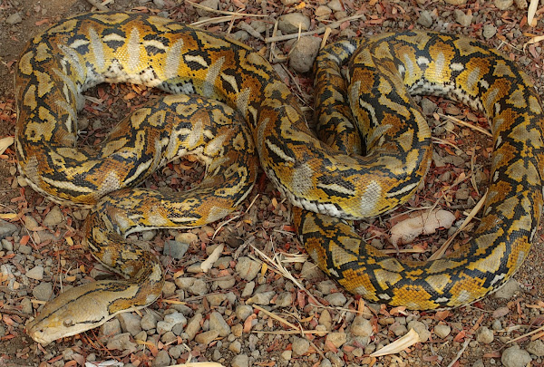 Reticulated Python | Project Noah