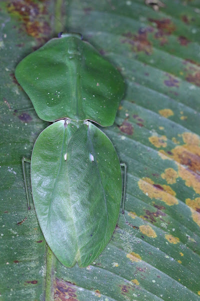 Hooded Mantis | Project Noah