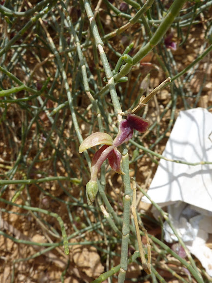 Gall on Haloxylon salicornicum | Project Noah