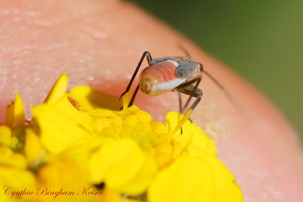 Scarlet Plant Bug nymph | Project Noah
