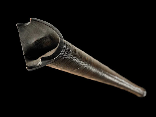 Pukaea (long trumpet) - Unknown - Google Cultural Institute