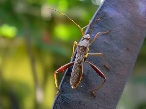 pod-sucking bug | Project Noah