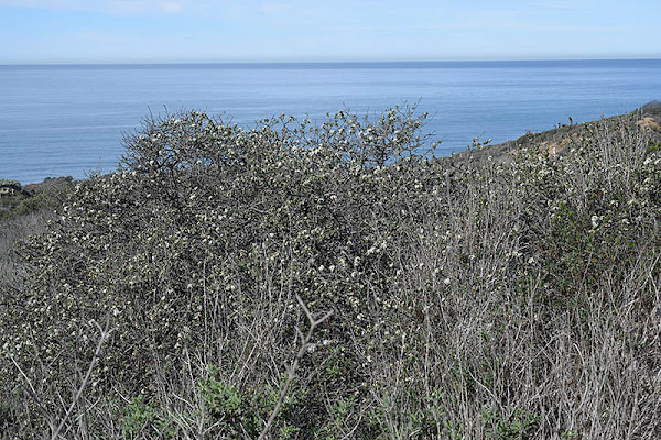 Wart-stem Ceanothus | Project Noah