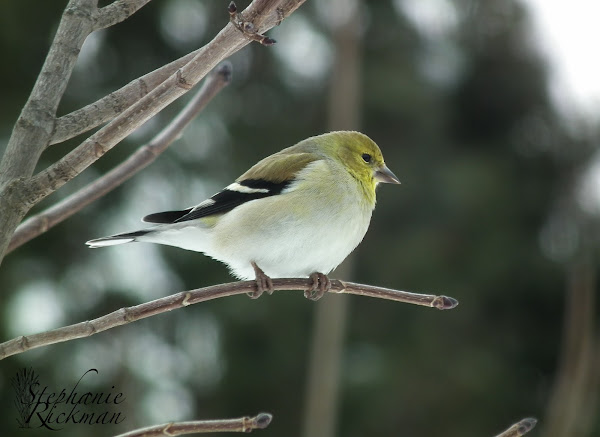 American Goldfinch | Project Noah