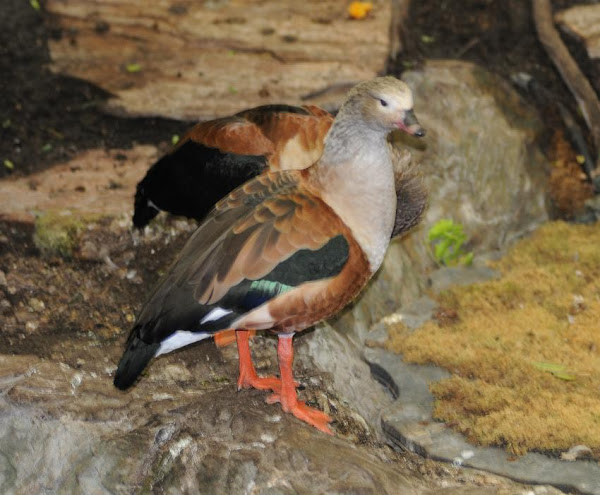 Orinoco goose | Project Noah