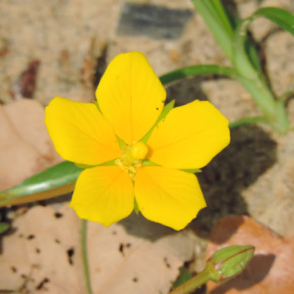 Creeping Water Primrose | Project Noah