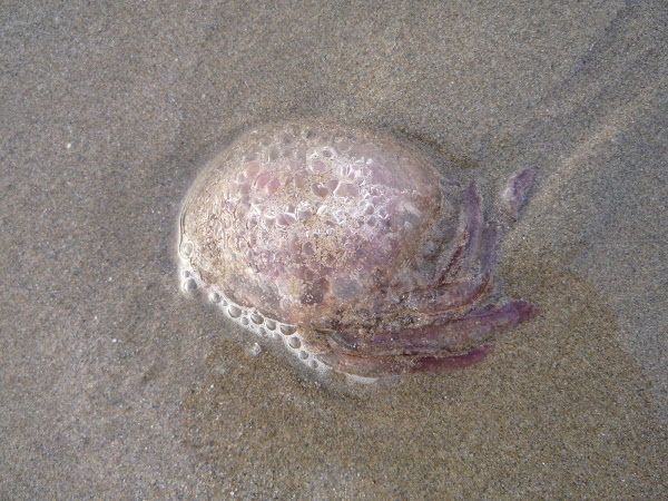 Medusa rosada | Project Noah