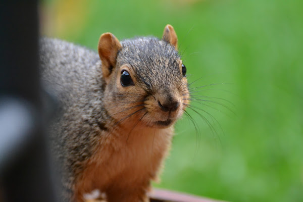 fox squirrel | Project Noah