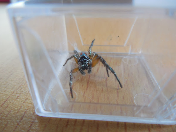 Salticid spider | Project Noah