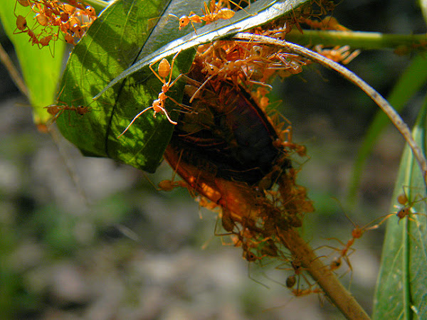 weaver ants | Project Noah