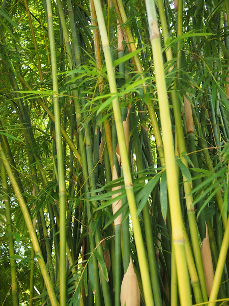 Bamboo / Buluh tilan payung | Project Noah