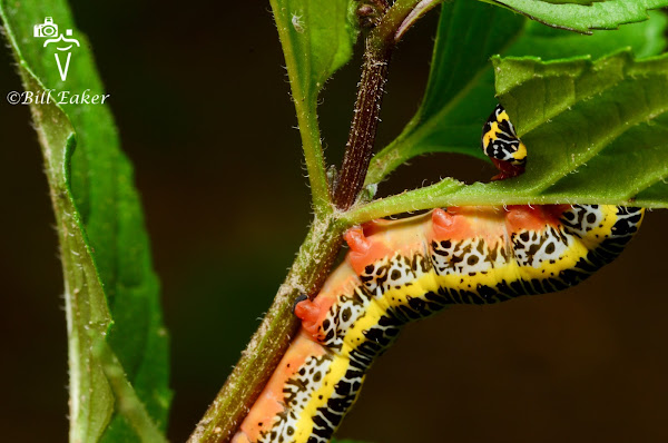 Zebra Caterpillar Moth - Hodges#10293 | Project Noah