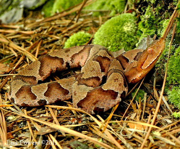 Copperhead | Project Noah