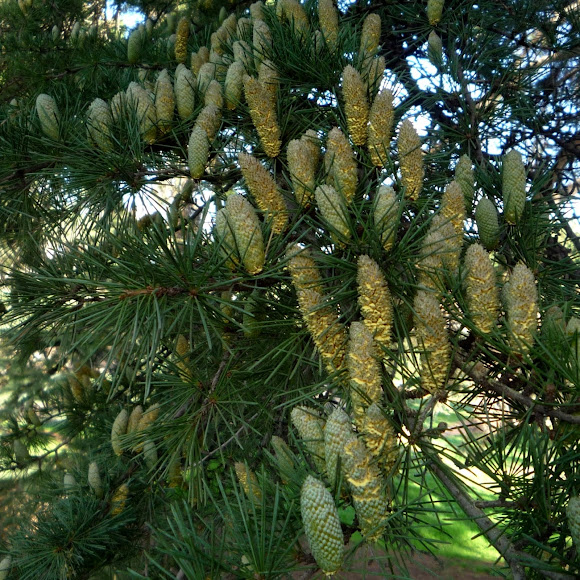 Cedro del Atlas, cedro plateado o cedro atlántico | Project Noah