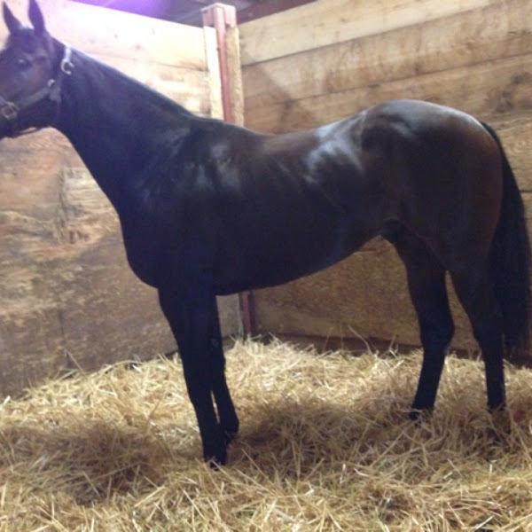 Thoroughbred horse | Project Noah