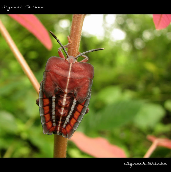 Lychee Bug Nymph | Project Noah