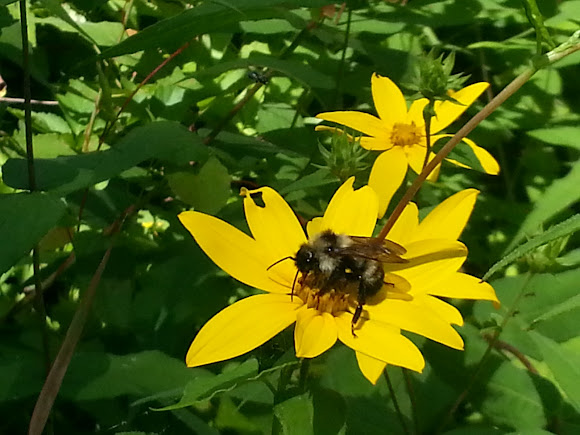 Black-and-Gold Bumble Bee | Project Noah