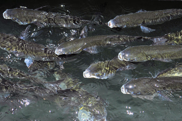 Sea Mullet | Project Noah