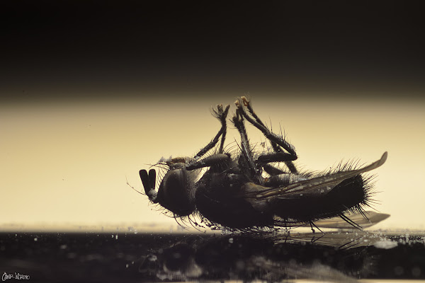 Fly corpse | Project Noah