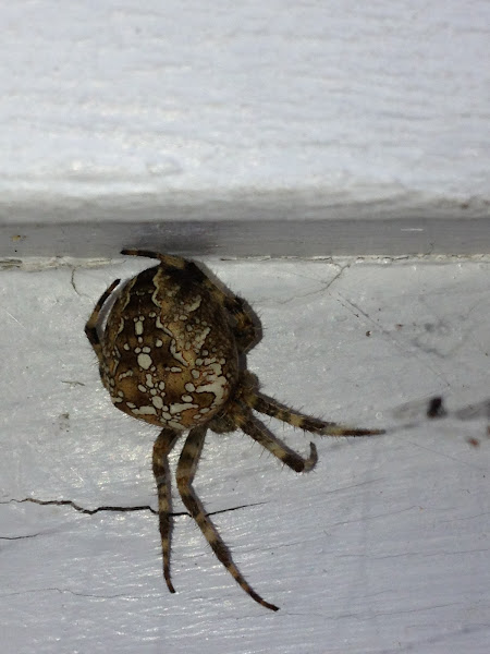 Cross orbweaver | Project Noah