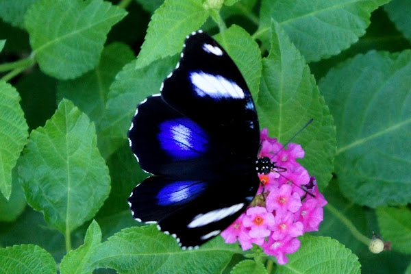 Great Eggfly or Blue Moon Butterfly ♂ | Project Noah
