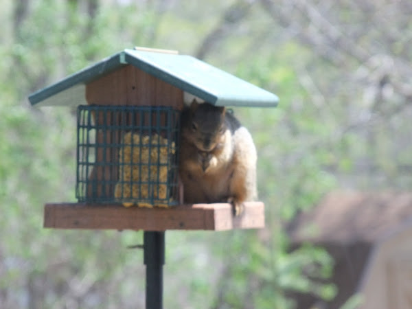 Eastern Fox Squirrel | Project Noah