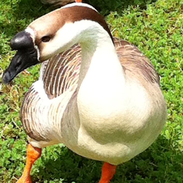 Chinese goose | Project Noah