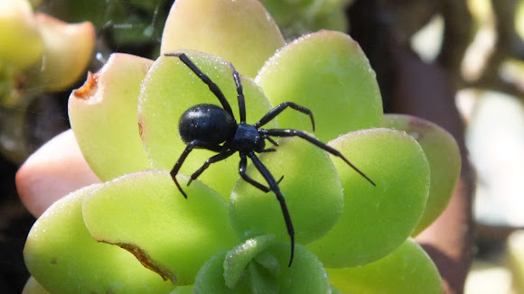 False Katipo | Project Noah