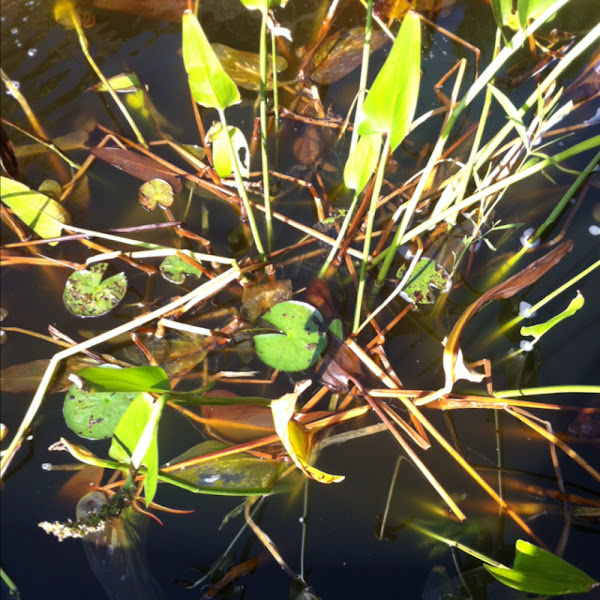 Lily pad | Project Noah