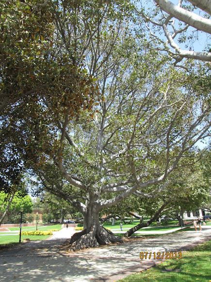 Rusty Leaf Fig | Project Noah