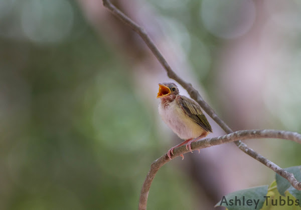 Yellow Green Vireo Fledgling | Project Noah
