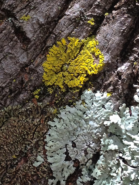 Lemon lichen | Project Noah