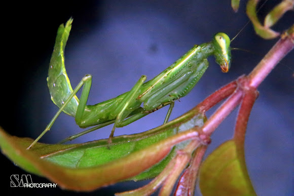 Photina mantis (young female) | Project Noah