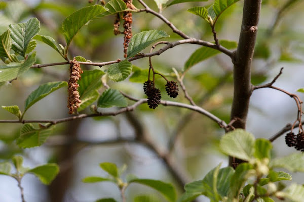 Aliso común | Project Noah