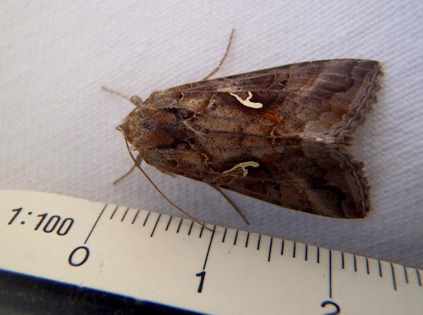 Polilla Plusia, Moth Silver Y | Project Noah