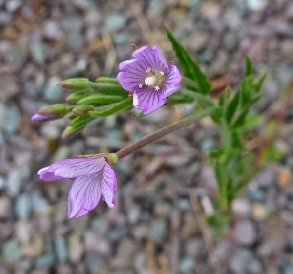 Epilobium | Project Noah