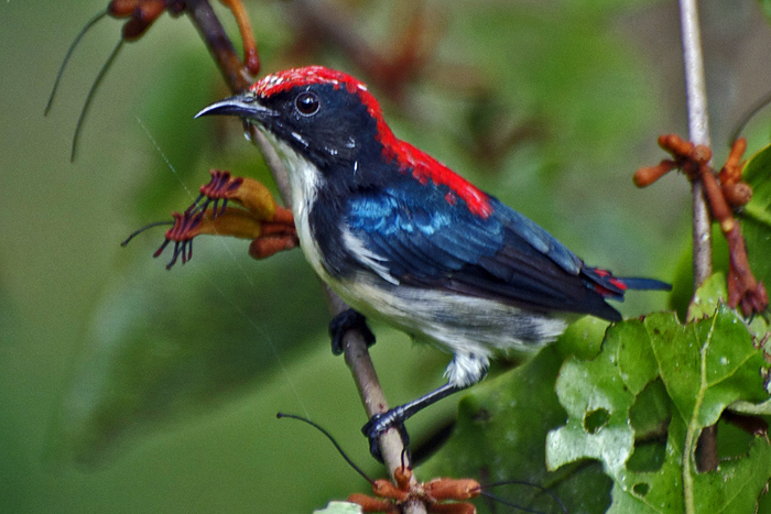 Scarlet-backed Flowerpecker | Project Noah