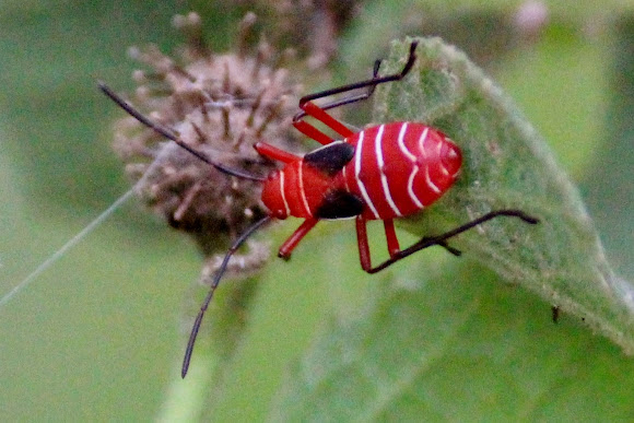 Cotton Stainer Nymph | Project Noah