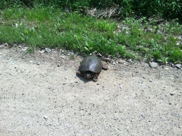 Snapping turtle | Project Noah