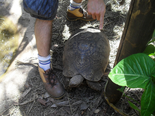 Leopard Tortoise | Project Noah
