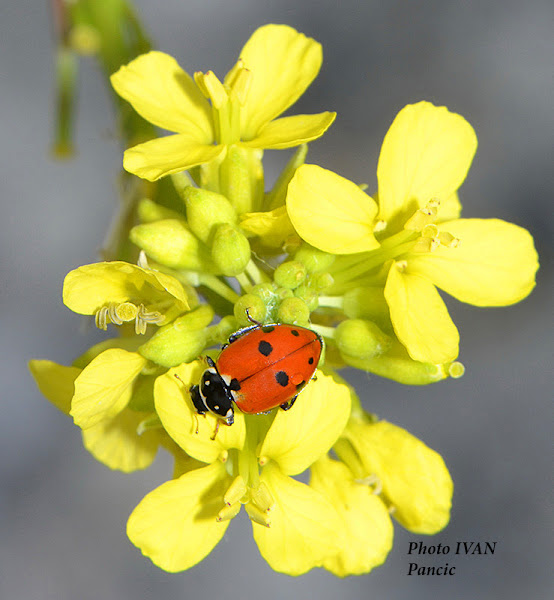 Adonis ladybird | Project Noah