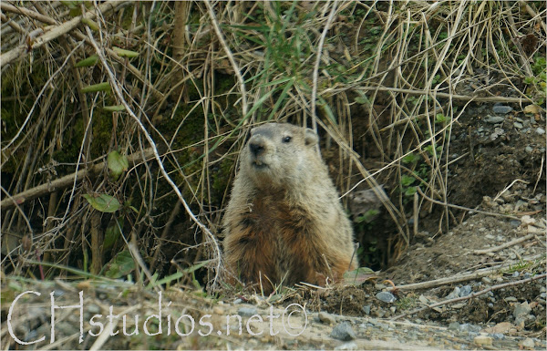 Groundhog Woodchuck | Project Noah
