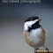 black capped chickadee | Project Noah
