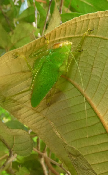 Cone-Headed Katydid | Project Noah