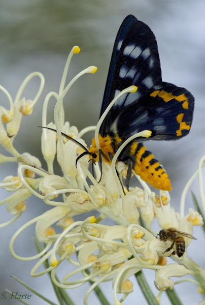 Four o’clock moth – Dysphania fenestrata | Project Noah