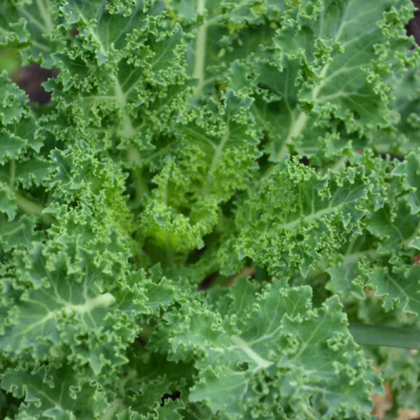 Kale | Project Noah