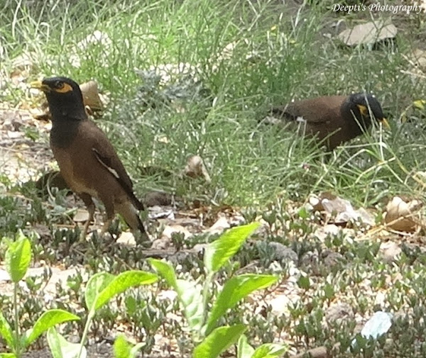 Common Myna | Project Noah